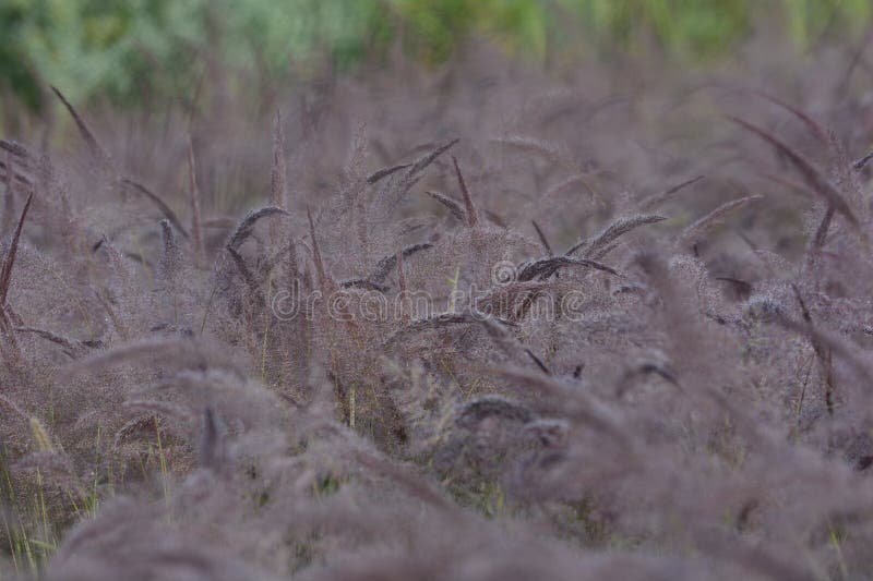 The Ripened Ear of a Reed on Fiends Stock Image - Image of leaf ...
