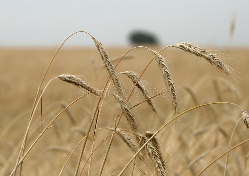 Rye Field with Ears of Corn in the Foreground Stock Image - Image of ...