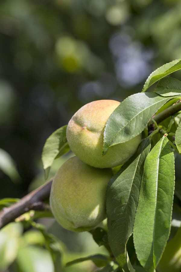 Ripened Fruit of Peach on the Tree Stock Image - Image of leaf, nature ...