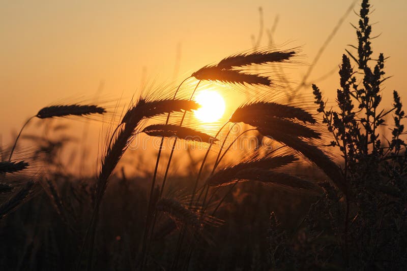 Ripened Grain Ready for Harvest Stock Image - Image of cultivate ...