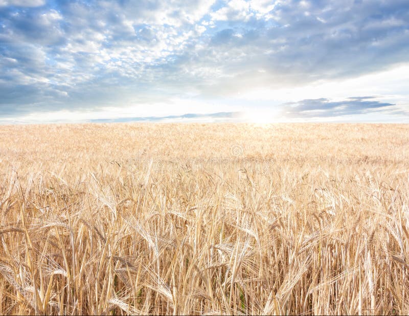 Ripened Grain Ready for Harvest Stock Image - Image of cultivate ...