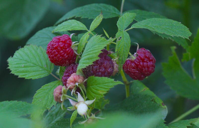 Ripened Red Raspberries on the Vine - Rubus Idaeus Stock Photo - Image ...