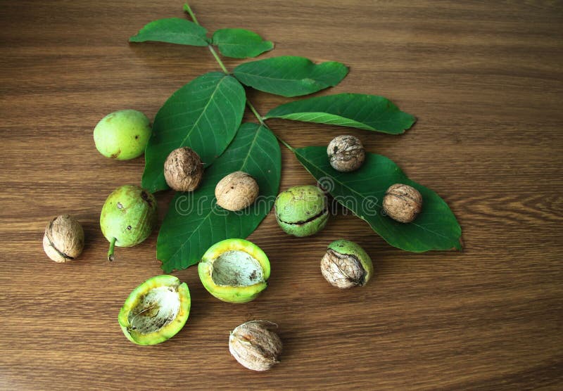 Ripened walnuts stock image. Image of fruit, crop, open - 123787765