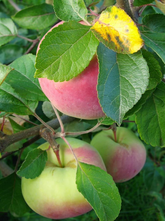 Ripening Apples on the Branches of an Apple Tree Stock Photo - Image of ...