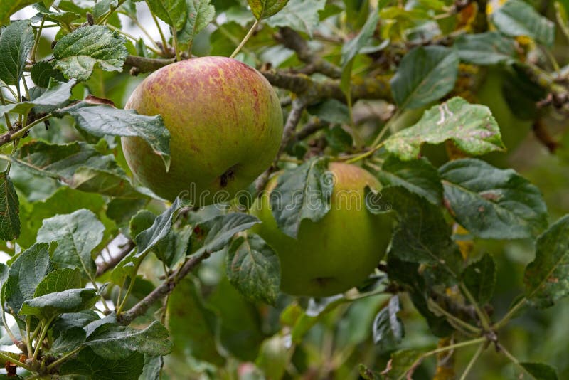 Ripening Apples on the Branches of an Apple Tree Stock Image - Image of ...