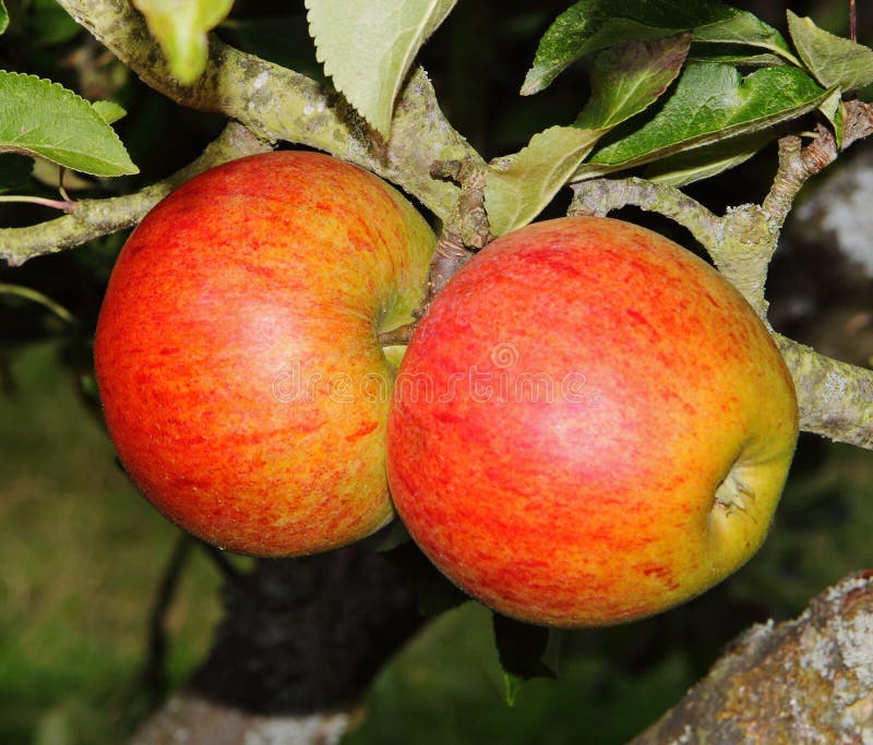 Ripening Apples on a Tree stock photo. Image of food - 21188702