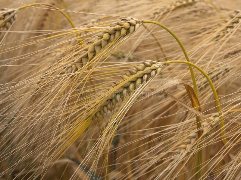Ripening barley stock photo. Image of arable, crops, texture - 20009166