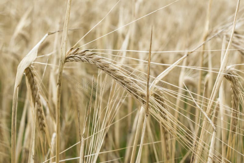 Ripening Barley, Close-up Abstract Background Stock Image - Image of ...