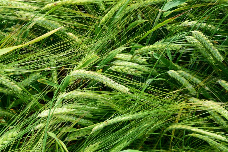 Ripening Barley on the Field Stock Image - Image of green, season ...