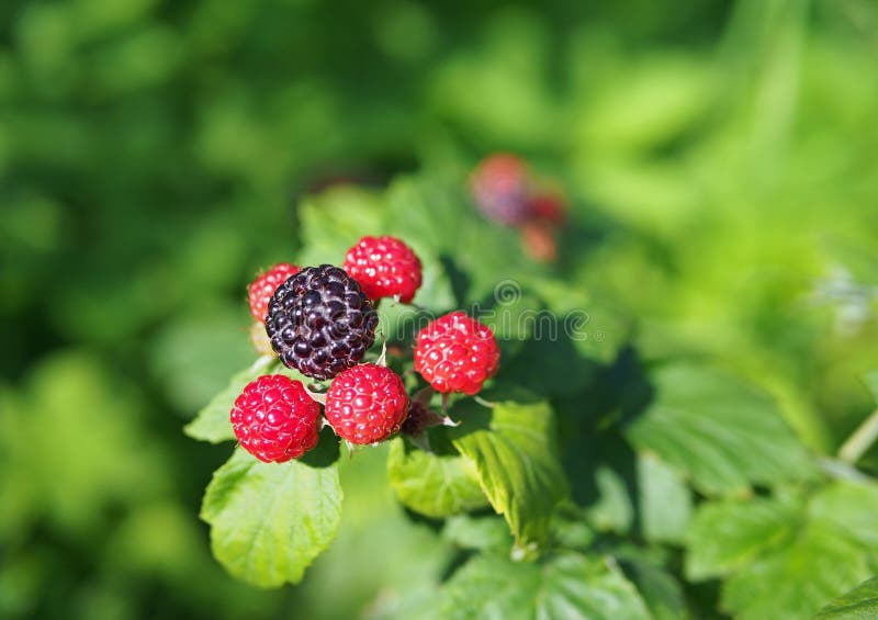 The Ripening Berries of Black Raspberry Stock Image - Image of nature ...