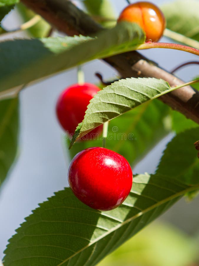 Ripening Bing Cherries stock photo. Image of harvest - 41872702