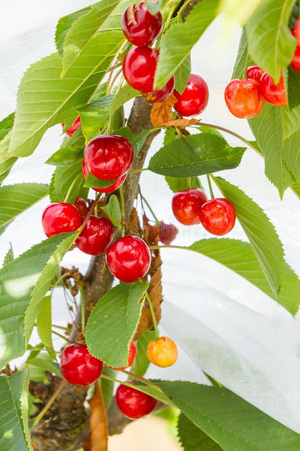 163 Bing Cherry Tree Stock Photos - Free & Royalty-Free Stock Photos ...