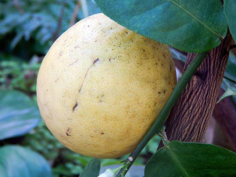 Ripening on a Branch Tropical Wild Lemon Stock Image - Image of bouquet ...