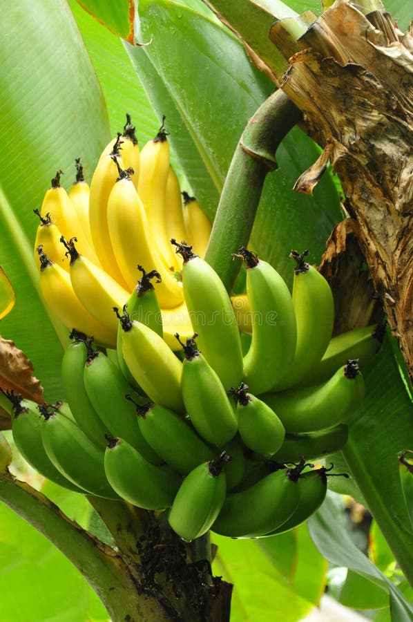 Ripening bunch of Bananas stock image. Image of tropical - 19426821