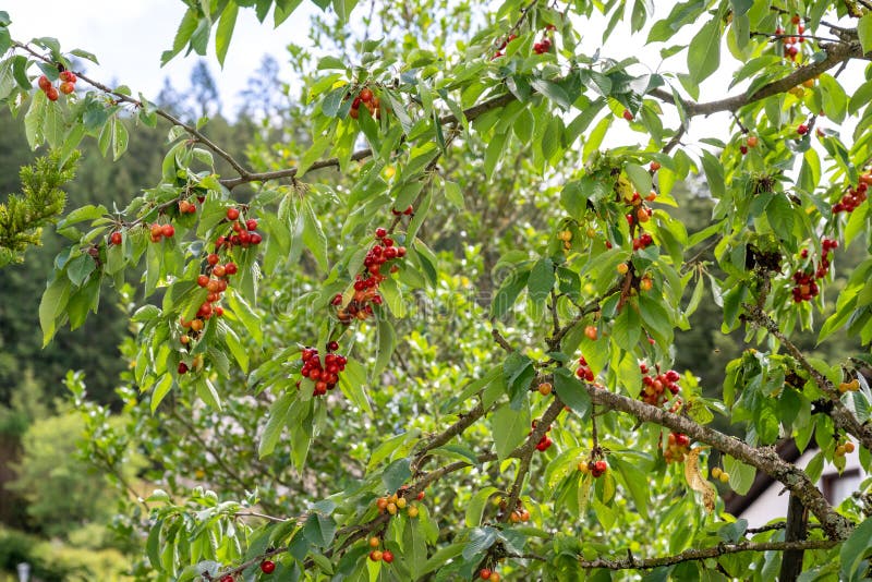 Ripening Cherries on the Cherry Tree in July Stock Photo - Image of ...