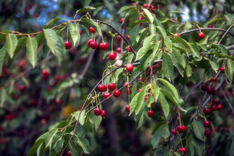 Ripening Cherries on Orchard Tree Stock Image - Image of garden ...