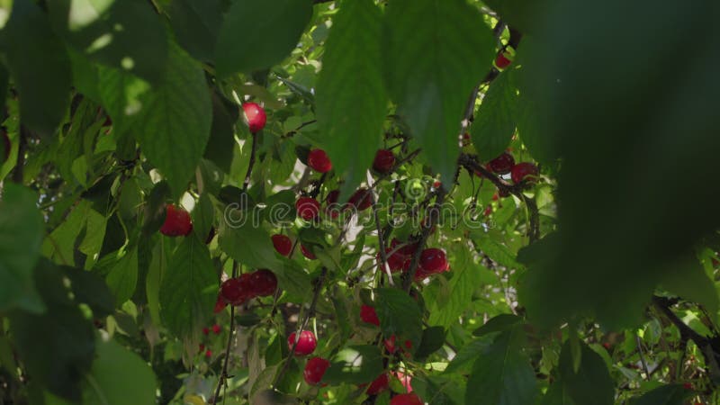 Ripening Cherry Fruits Hang On Tree Branches And Swing In The Wind