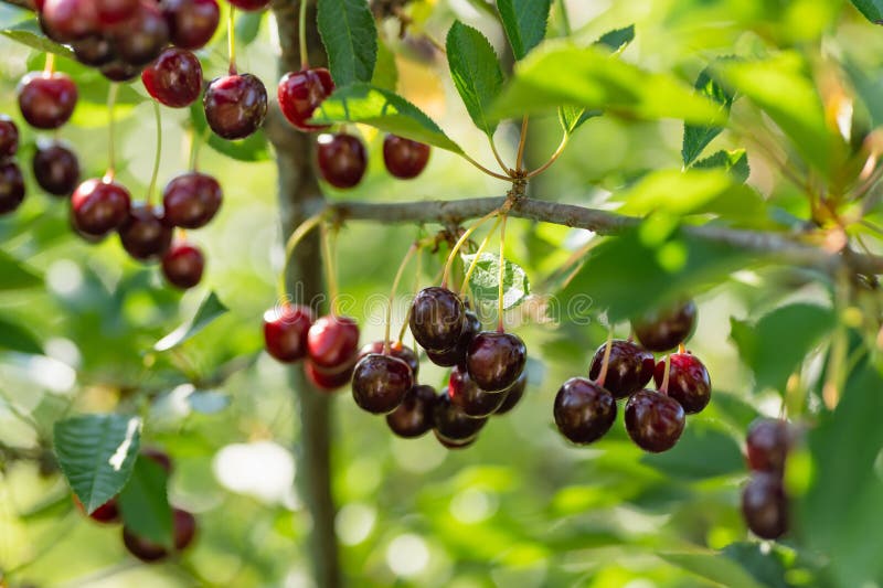 Ripening Cherry Fruits Hanging On A Cherry Tree Branch Harvesting
