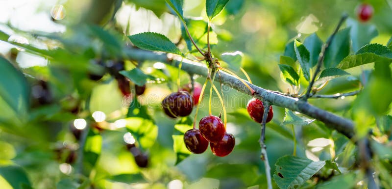 Ripening Cherry Fruits Hanging On A Cherry Tree Branch Harvesting