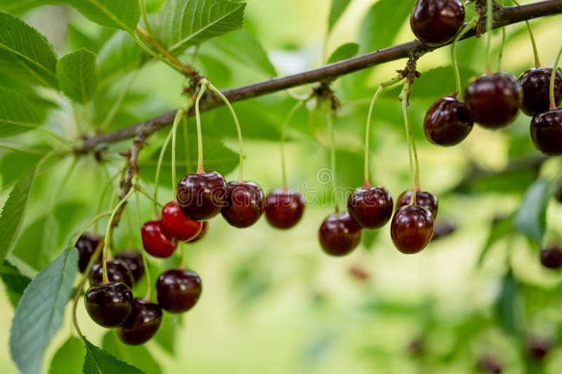 Ripening Cherry Fruits Hanging On A Cherry Tree Branch Harvesting