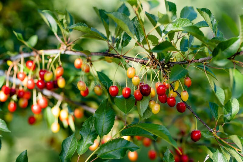 Ripening Cherry Fruits On A Cherry Tree Branch Harvesting Berries In
