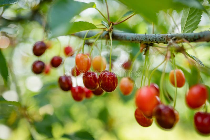 Ripening Cherry Fruits On A Cherry Tree Branch Harvesting Berries In