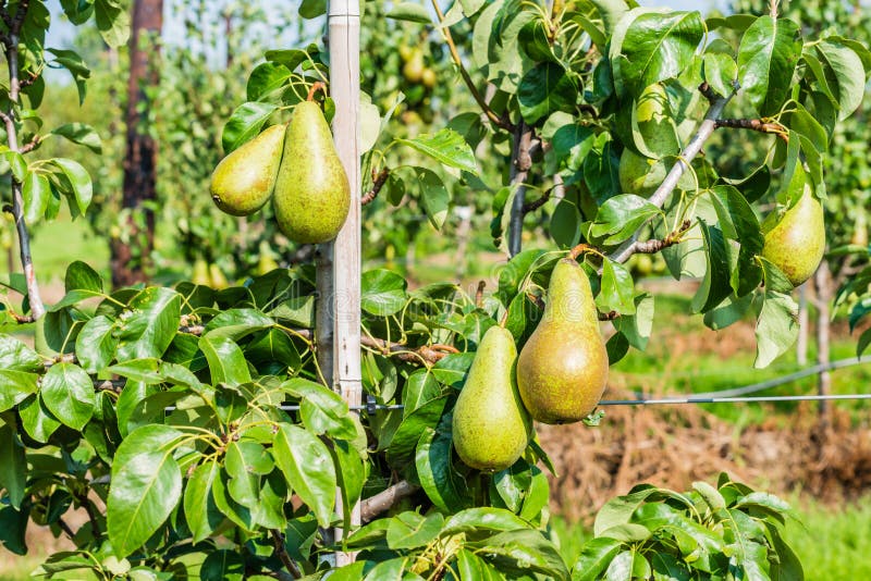 Ripening Conference Pears On The Tree Stock Image - Image of autumn ...