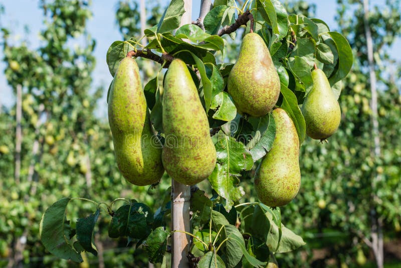 Ripening Conference Pears on the Tree Stock Photo - Image of growing ...