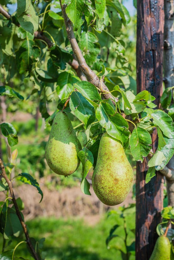 Ripening Conference Pears on the Trees Stock Image - Image of dutch ...