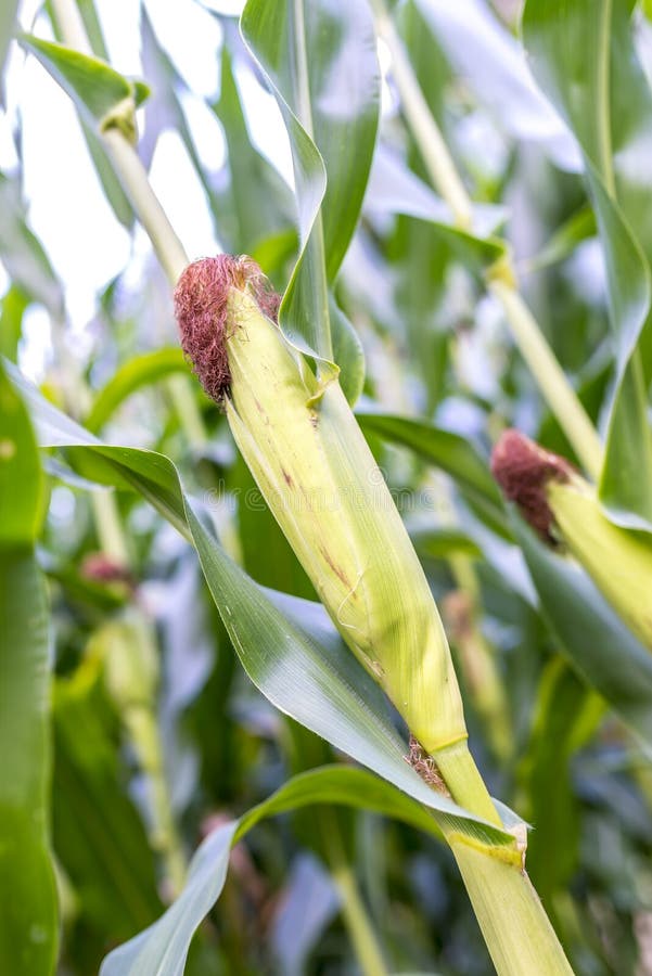 Ripening corn stock photo. Image of farm, corn, environment - 33816142