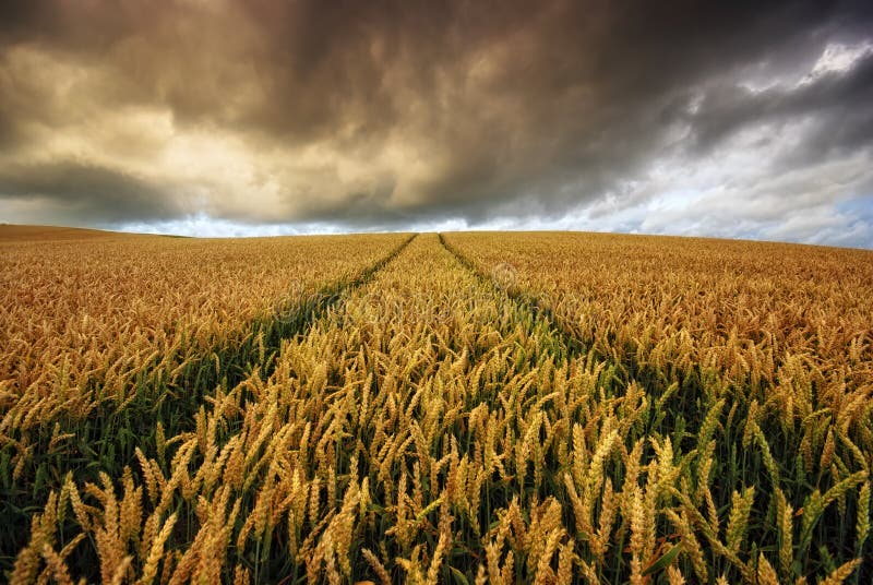 Ripening Corn during a Storm on the Field Stock Photo - Image of ...
