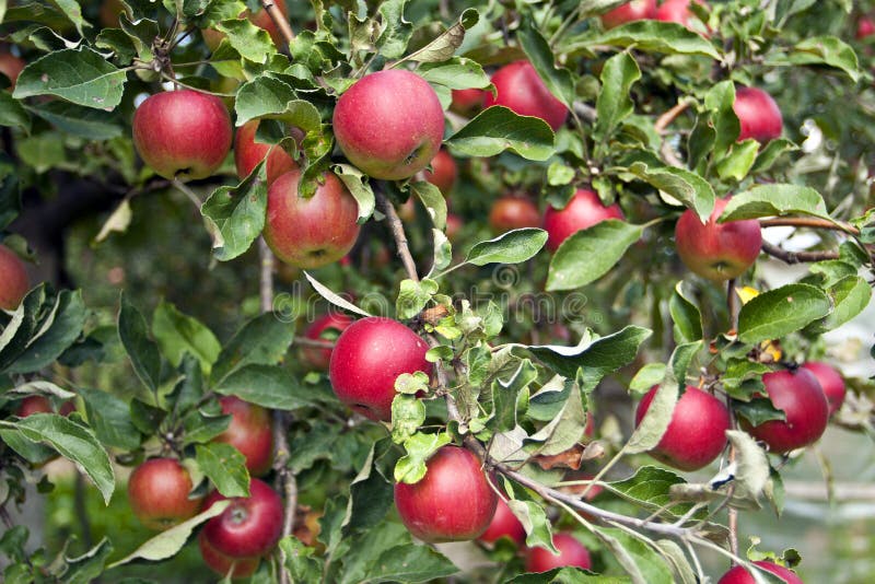 Crop of apples stock image. Image of green, apple, garden - 11078501