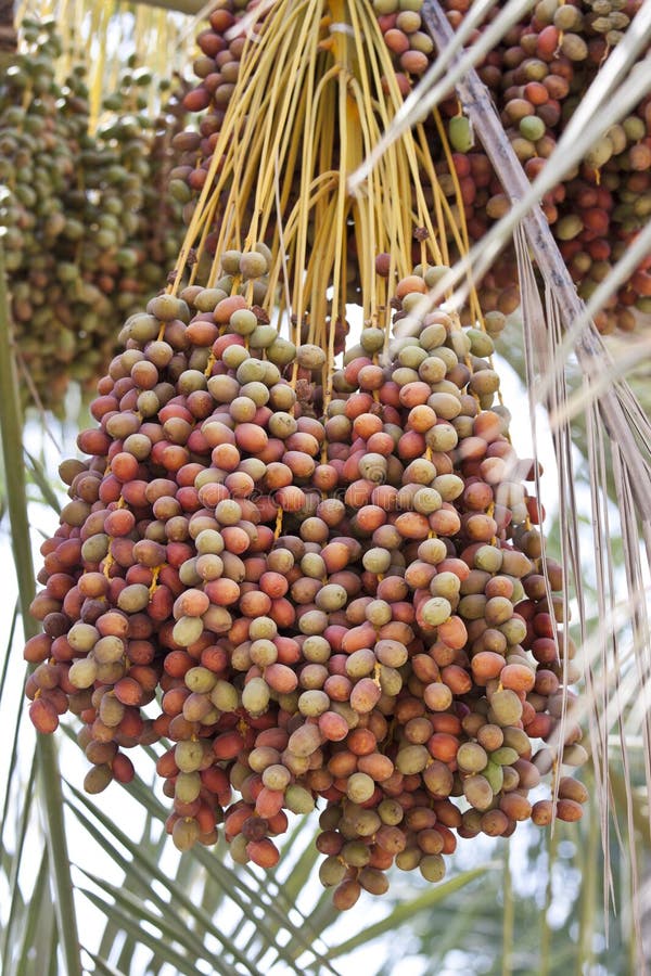 Ripening Dates stock image. Image of dates, healthy, edible - 25359469