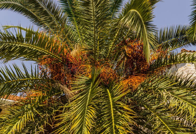 Ripening Dates on Date Palm Branches Surrounded by Green Branches Stock ...