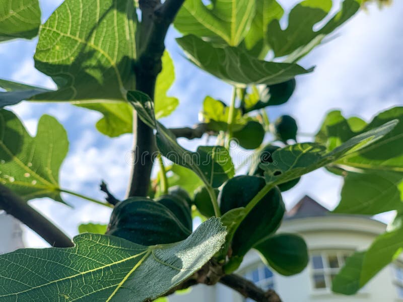 Figs on the Branch of a Fig Tree. Close Up of Green Fig on the Branch ...
