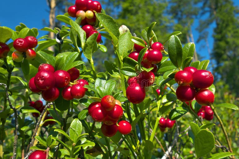 Ripening foxberries. stock photo. Image of green, fall - 79061080