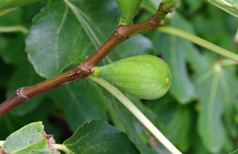 Ripening Fruit of the Fig Tree Stock Image - Image of organic, nature ...
