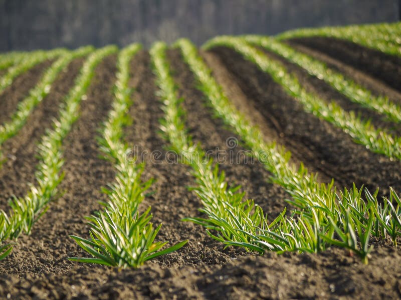 Ripening garlic field stock photo. Image of outdoors - 347916194