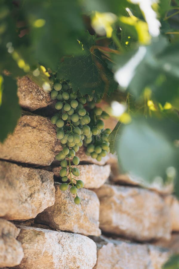 Ripening Grape Clusters Hang Gracefully from a Verdant Vine Against a ...