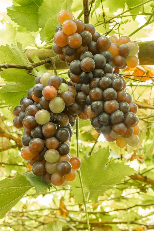 Ripening Grape Clusters on the Vine Stock Photo - Image of harvest ...