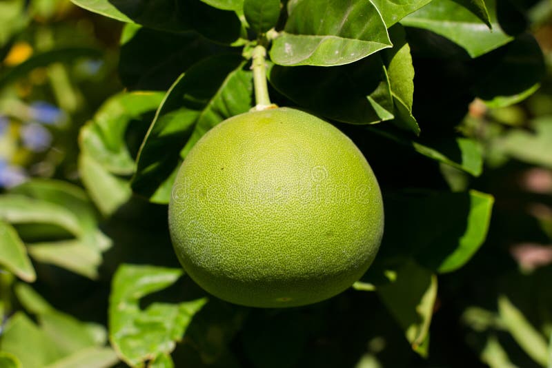 Ripening Green Grapefruit on the Tree Stock Photo - Image of fruit ...