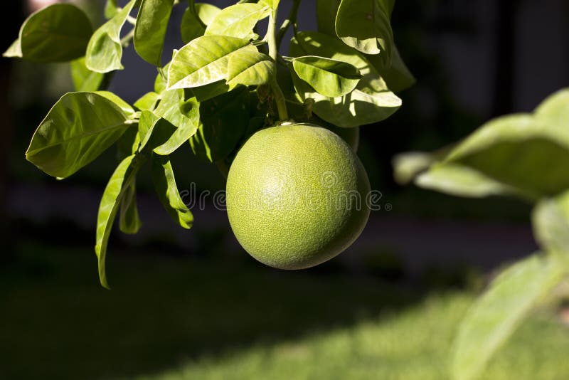 Ripening Green Grapefruit on the Tree Stock Image - Image of crop ...