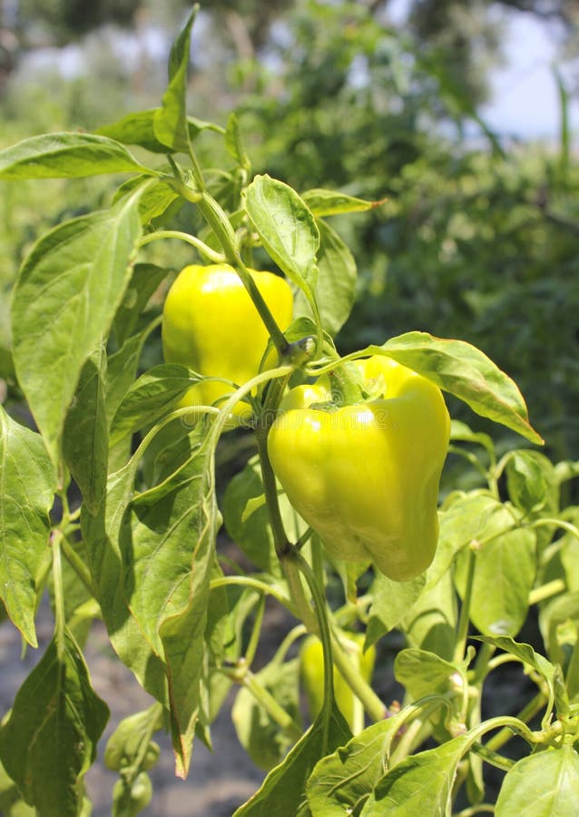 Ripening green peppers stock image. Image of nonurban - 32681459