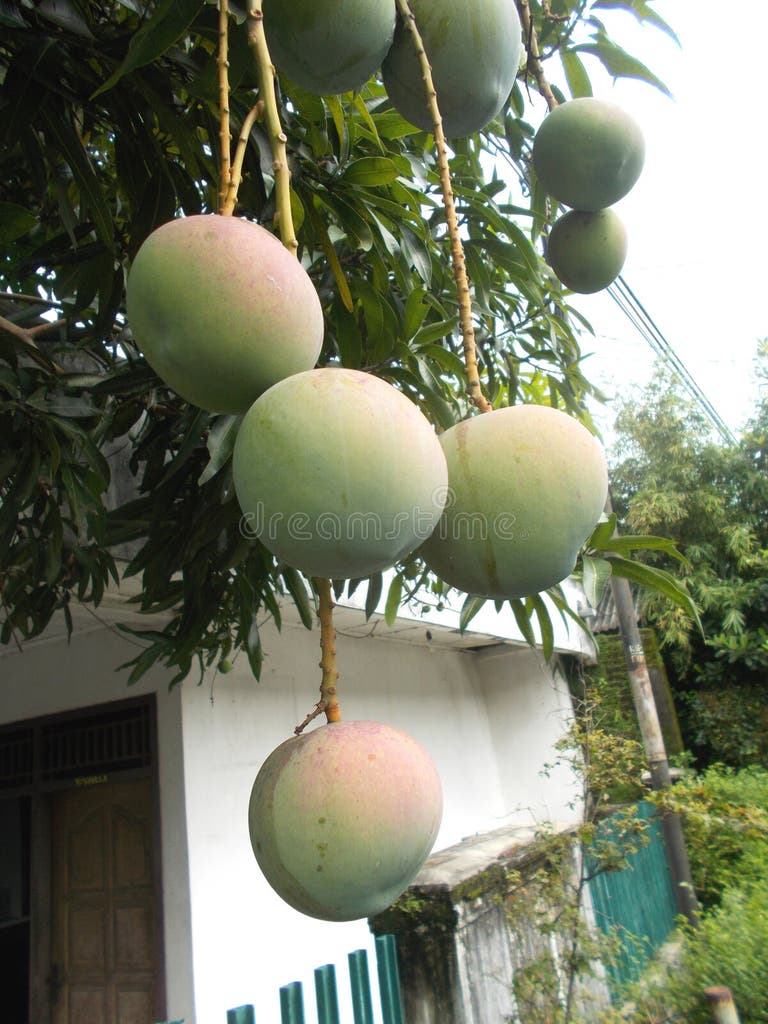 301 Ripening Mangoes Tree Stock Photos - Free & Royalty-Free Stock ...