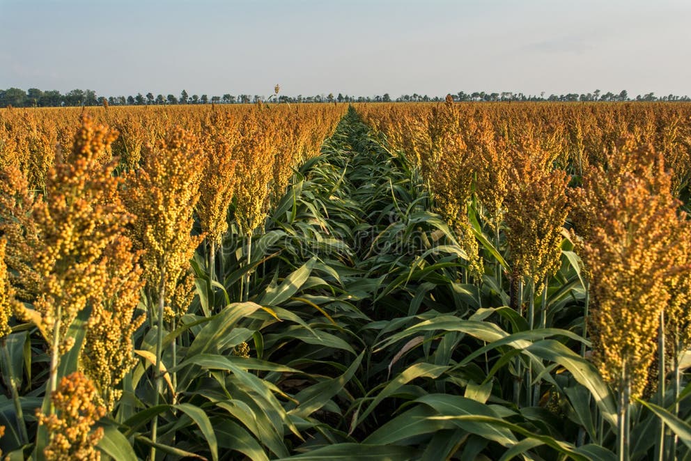 Ripening Milo (Sorghum) Field Stock Image - Image of durra, cultivation ...