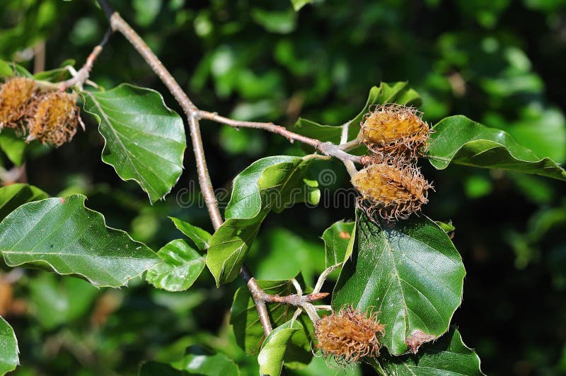 Ripening Nuts of a Beech Tree Stock Image - Image of botany, plant ...