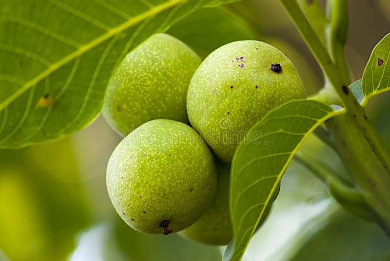 Four Walnuts, in Green Shells, Growing on a Tree. Stock Photo - Image ...