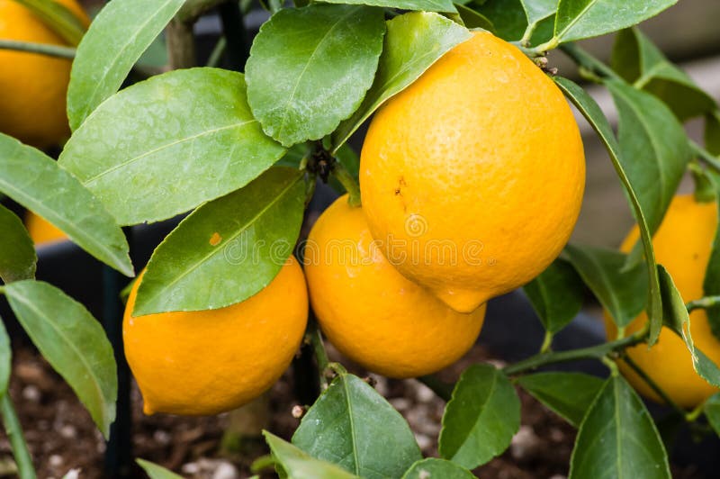 Ripening Oranges on Small Trees Stock Photo - Image of harvest, plants ...