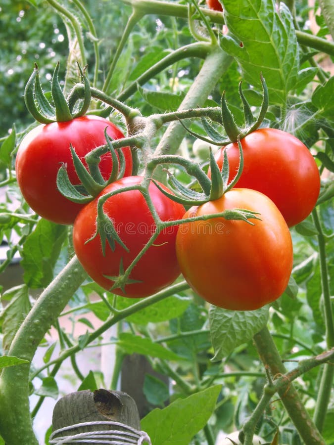 Goji berry stock image. Image of berry, fruit, goji, plant - 22688811