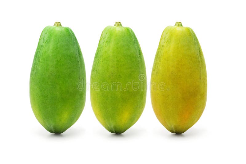 Old papaya fruits stock photo. Image of flora, backyard - 97934176